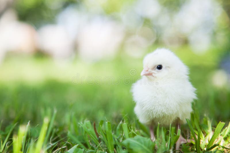 Cute little chick stock image. Image of feather, nature - 80083159