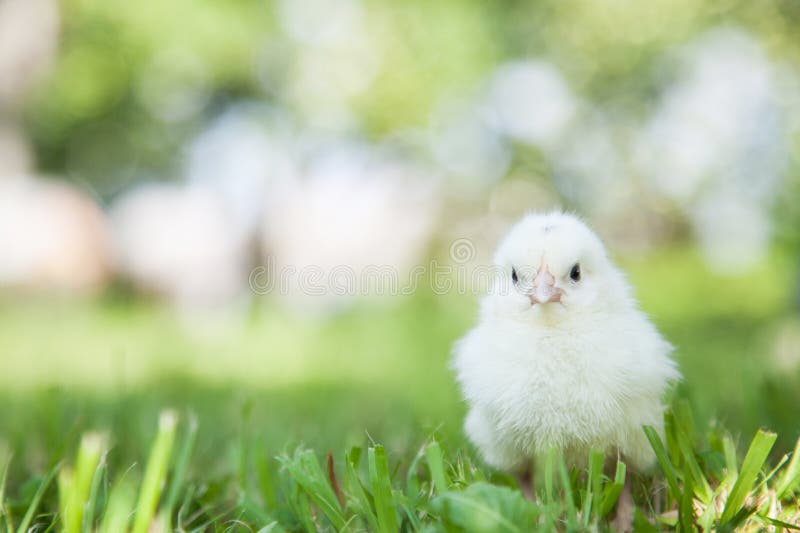Cute little chick stock image. Image of beginning, hatchery - 80083433
