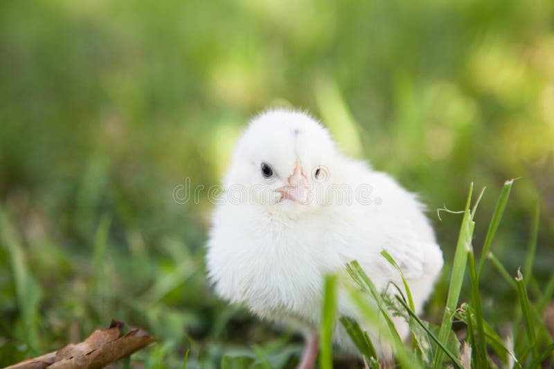 Cute little chick stock image. Image of biddy, poultry - 80084473
