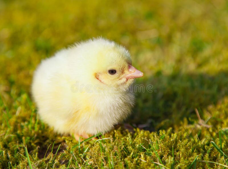 Cute little chick stock photo. Image of text, little - 59516076