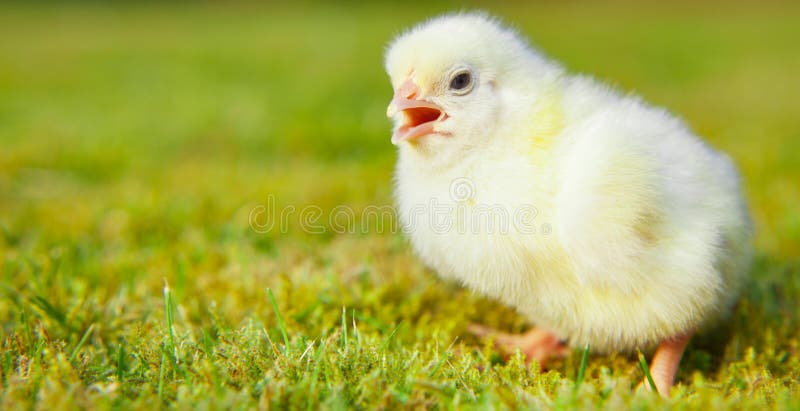 Cute little chick stock image. Image of farm, grass, animal - 59517497