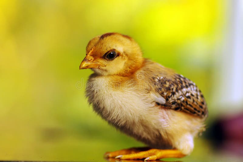A Cute Little Chick in Shallow Focus with Blurred Background Stock ...