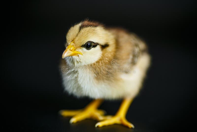 Cute little chicken stock photo. Image of born, beak - 74958250