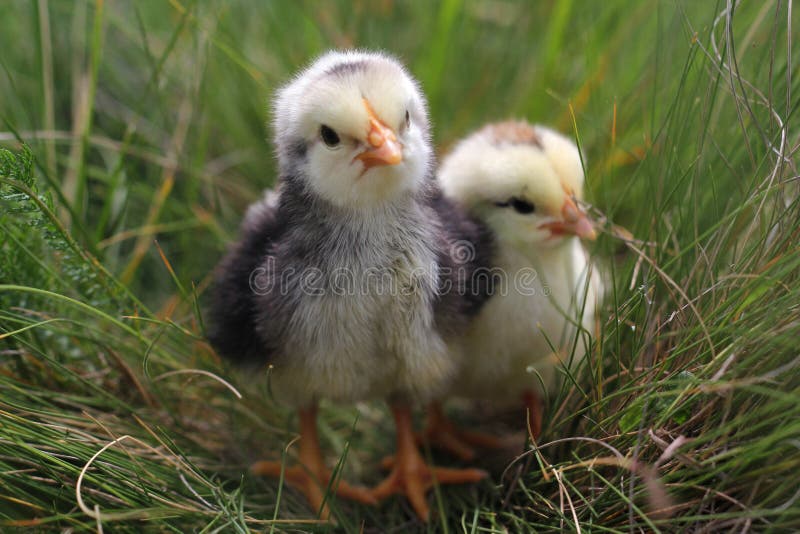 Cute Little Chicken. stock image. Image of feathers, baby - 94872485