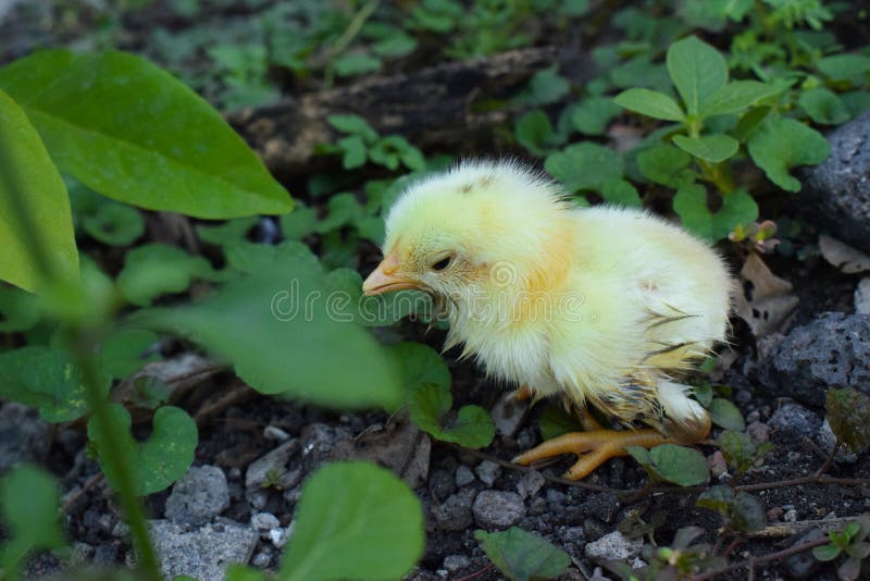 Cute Little Chicken is Cold Stock Image - Image of chicken, cold: 259589059