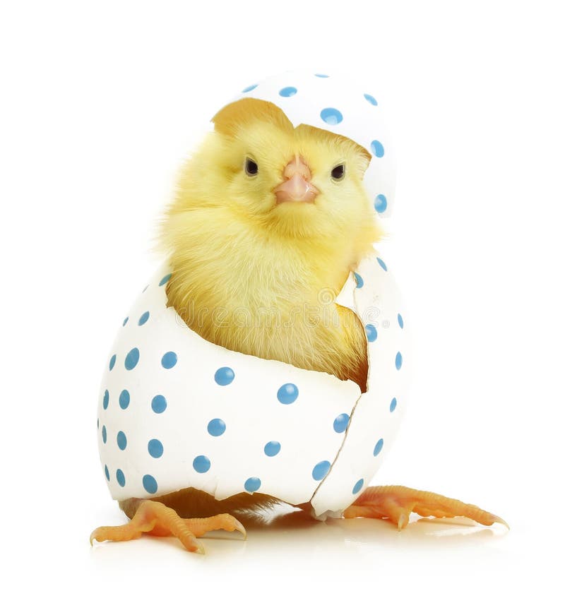 Cute Little Chicken Coming Out of the Easter Egg Stock Photo - Image of ...