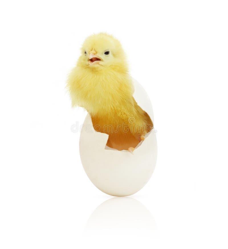 Cute Little Chicken Coming Out Of A White Egg Stock Photo - Image of ...