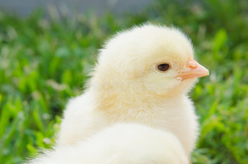 Cute Little Chicken on Green Grass Stock Image - Image of chick, fluff ...