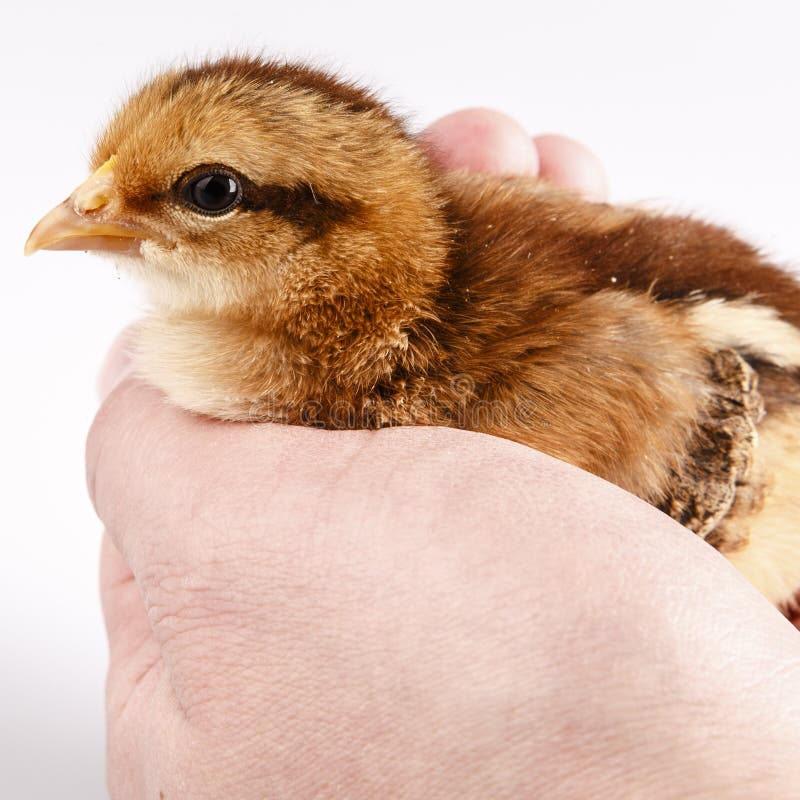 Cute Little Chicken Coming Out of a White Egg Isolated on White Stock ...
