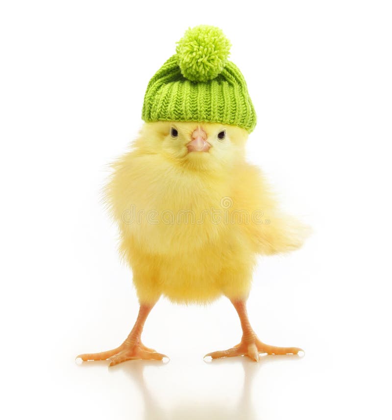 Cute Little Chicken in Glasses Stock Image - Image of hairy, chick ...