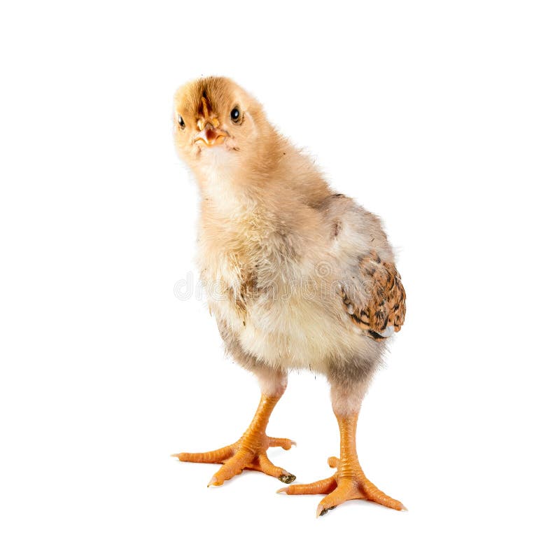 Cute Little Chicken Isolated on White Stock Image - Image of cocky ...