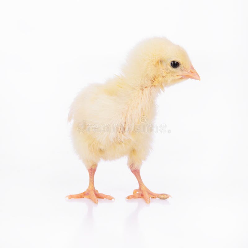 Cute little chicken stock image. Image of closeup, adorable - 32104771
