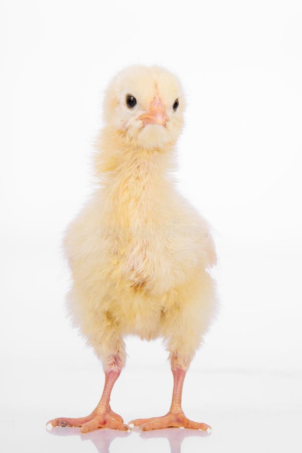 Cute little chicken stock image. Image of farming, incubator - 32104789