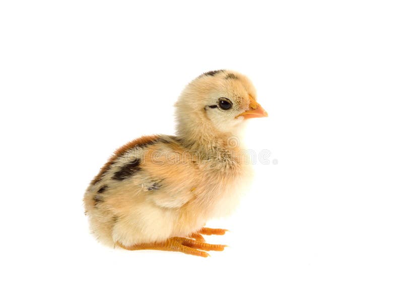 Cute Little Chicken Isolated on White Background Stock Image - Image of ...