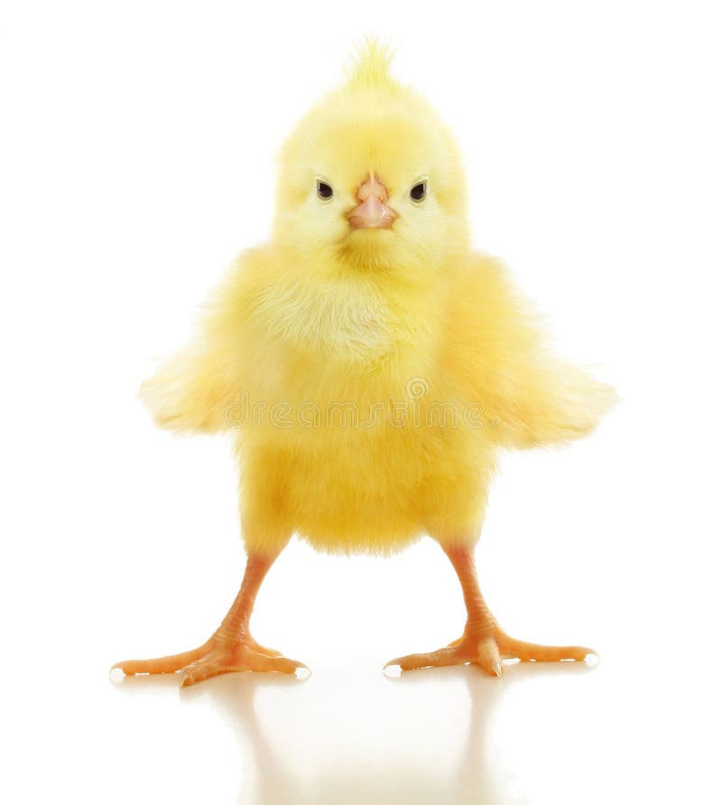 Cute Little Chicken Isolated Stock Photo - Image of cute, small: 55471298