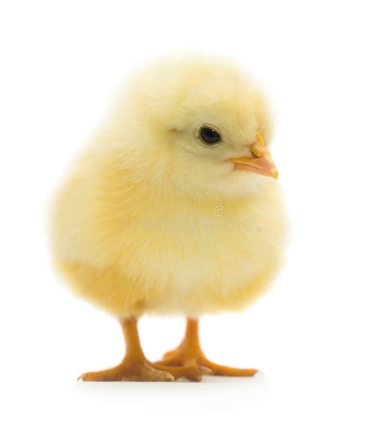 Little Chicken at Home Close Up Stock Image - Image of creature, color ...