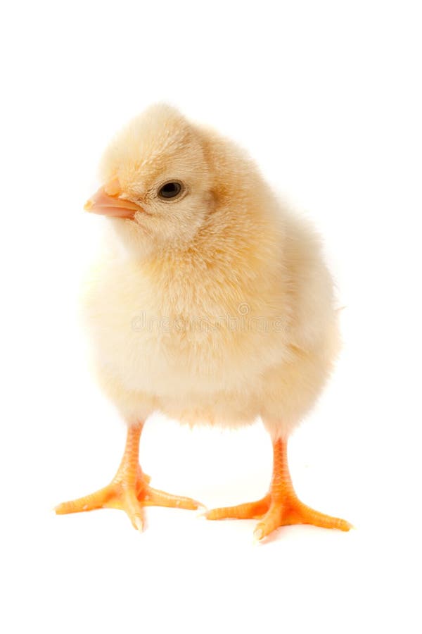 Two Cute Little Chicken with Egg on White Background Stock Image ...