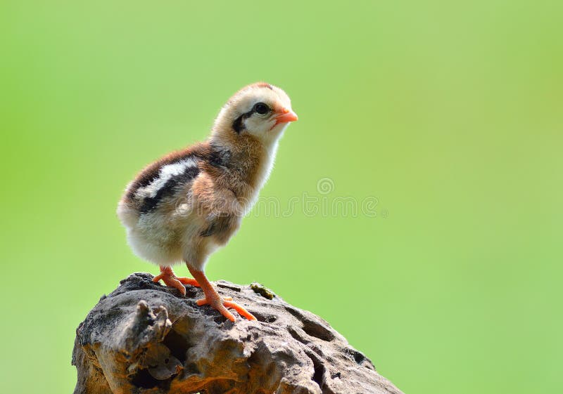 Cute little chicken stock image. Image of chicken, fluff - 46047245