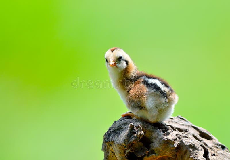 Cute little chicken stock image. Image of creature, grow - 46306065