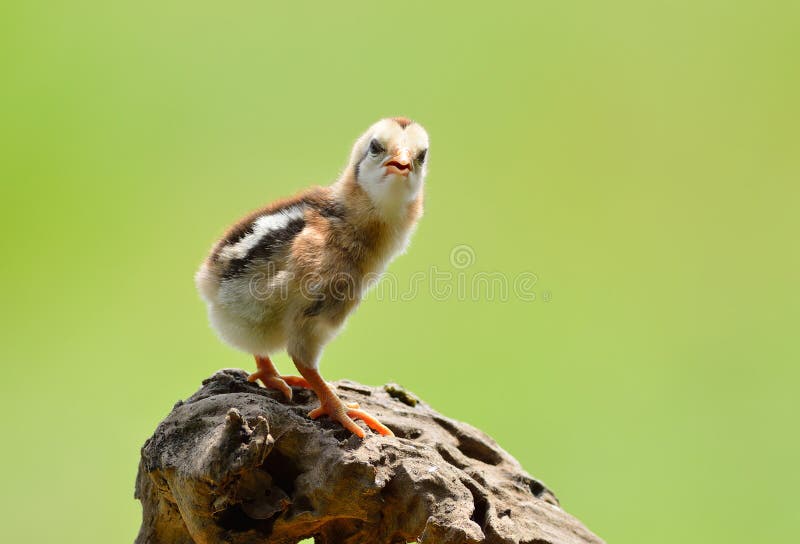 Cute Little Chicken Isolated on White Background Stock Image - Image of ...