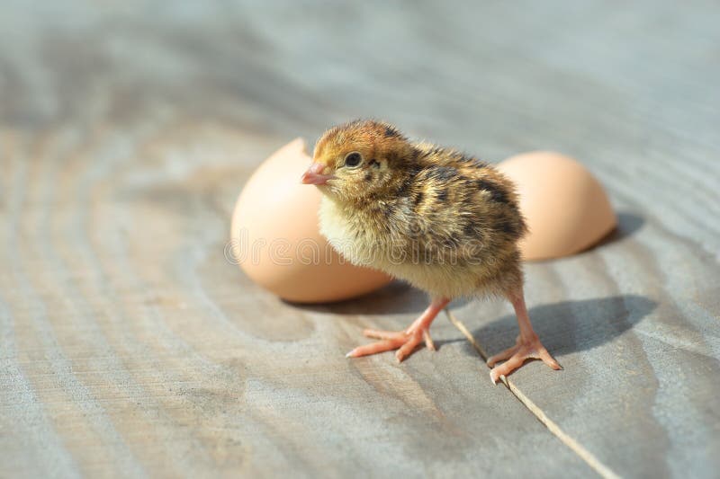 Cute Little Chicken Near the Egg Stock Photo - Image of beginning ...