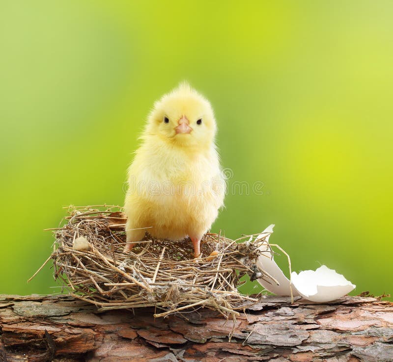 Cute little chicken stock photo. Image of farm, soft - 74051034