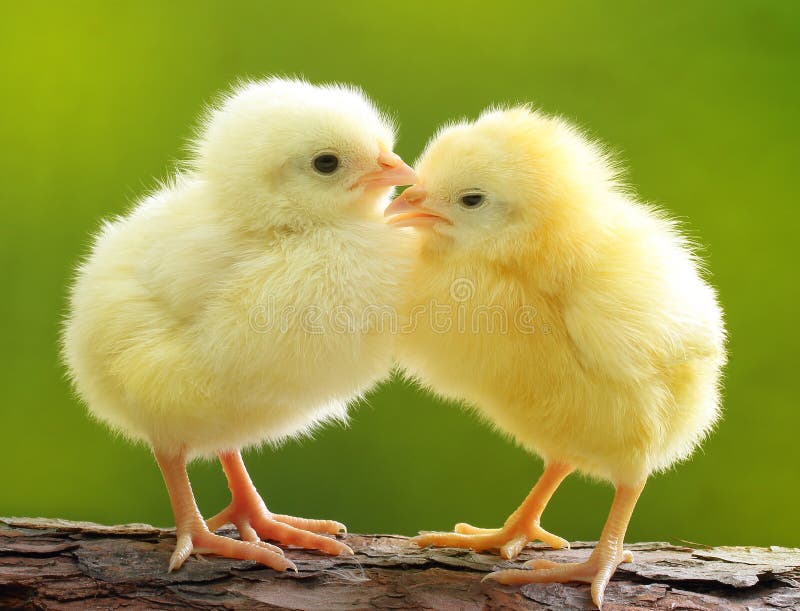 21,390 Cute Fluffy Chicken Stock Photos - Free & Royalty-Free Stock ...