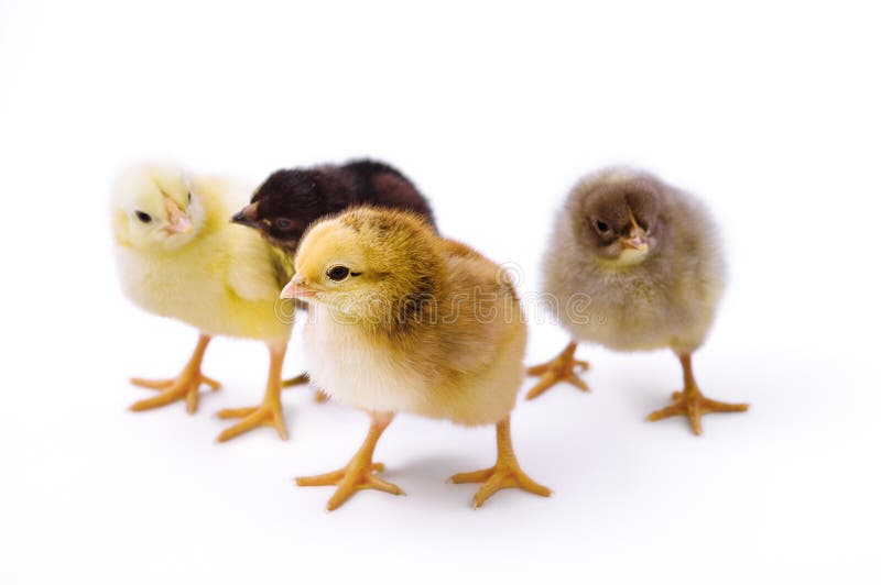 Cute little chicken stock photo. Image of bird, farming - 25643974