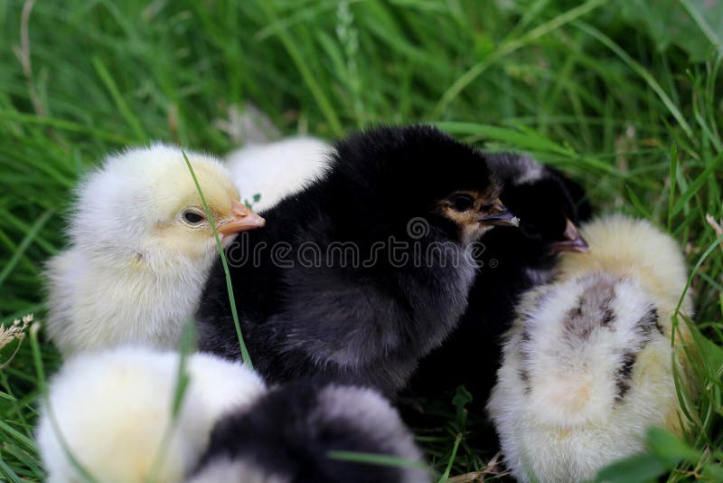 Cute Little Chicken in Grass. Stock Photo - Image of easter, garden ...