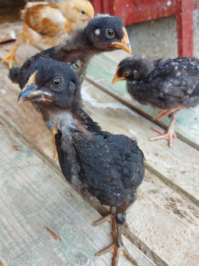 Cute little chicks stock image. Image of chicks, nature - 188852187