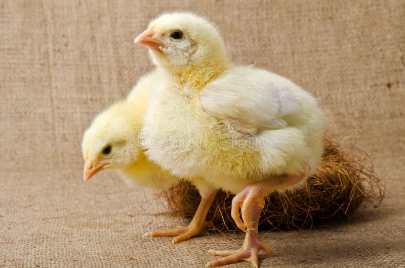 Cute little chicks stock photo. Image of animal, fluff - 39695002
