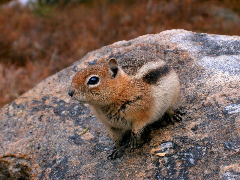Cute little chipmunk stock image. Image of wildlife, natural - 6932835
