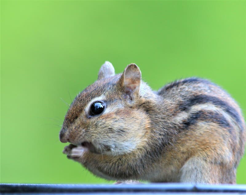 Chipmunk stock photo. Image of rodents, ears, green, wood - 46764884