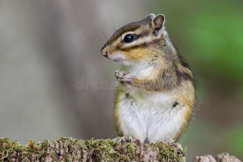 Cute Little Chipmunk in the Forest Stock Photo - Image of tree, mammal ...