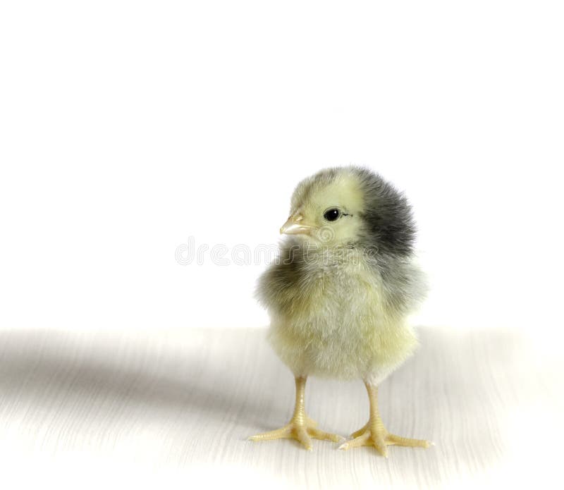 Little Chickie Stock Photos - Free & Royalty-Free Stock Photos from ...