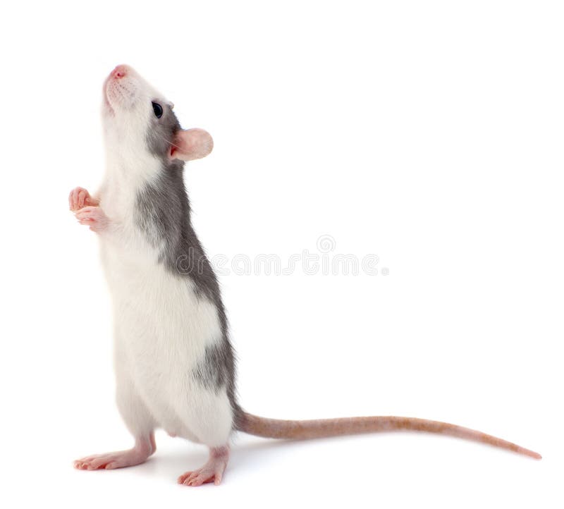 Cute Little Decorative Rat Standing on the Back of the Paws. Stock ...