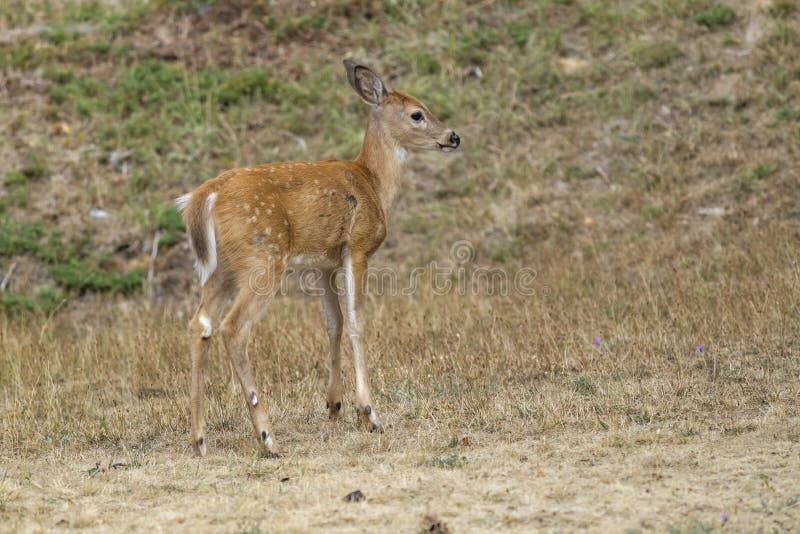 Cute little deer. stock image. Image of outdoor, young - 59538317