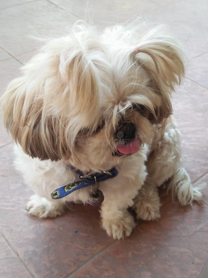 Cute little dog stock photo. Image of animal, mammal - 140188842