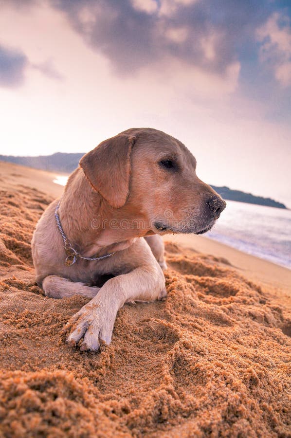A Cute Little Dog on the Beach Stock Photo - Image of running, animal ...