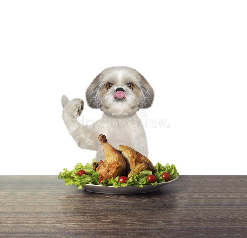 Cute Little Dog is Going To Eat Chicken Stock Image - Image of meat ...