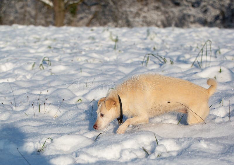 Cute Little Dog Having Fun in the Snow Stock Image - Image of mammal ...