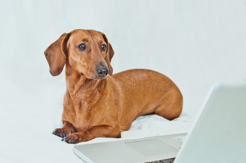 Dachshund Computer Photos - Free & Royalty-Free Stock Photos from ...