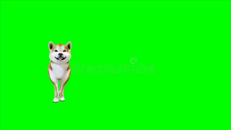 Cute Little Dog Moving on Green Background Stock Video - Video of ...