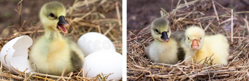 Cute Little Domestic Gosling with Broken Eggshell and Eggs in Straw ...