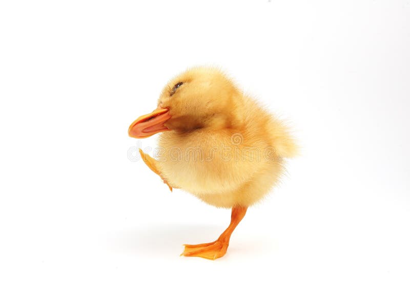 Cute little duck stock photo. Image of little, furry - 14880214