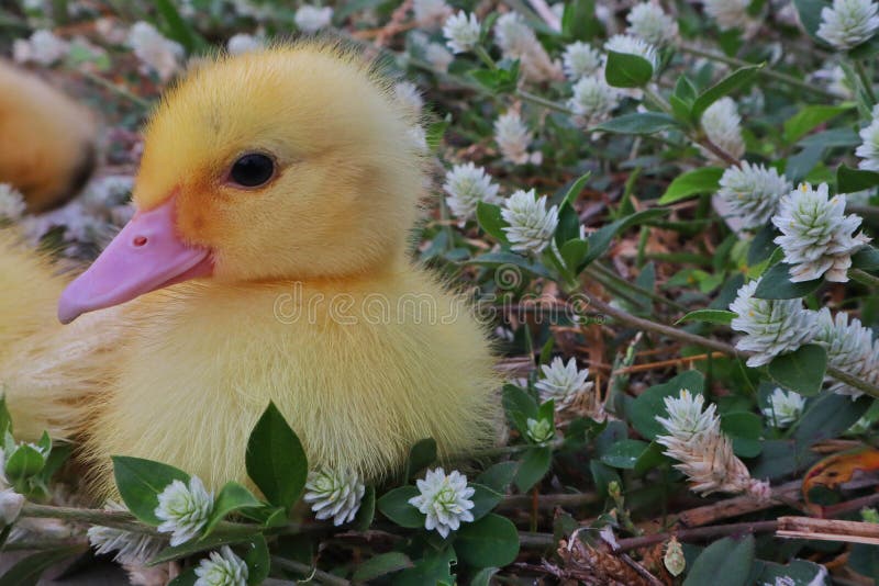 Cute Little Duck Animal and Flowers Stock Photo - Image of wildlife ...