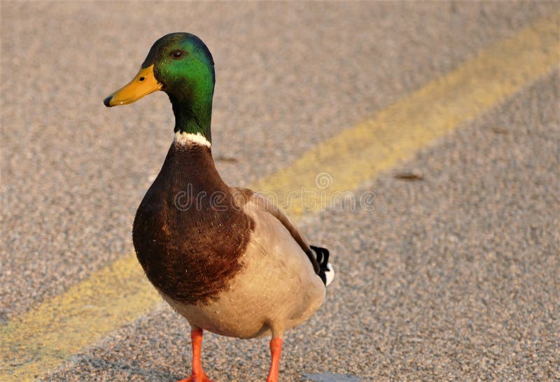 Cute Little Duck Standing on the Road Enjoy Stock Photo - Image of ...