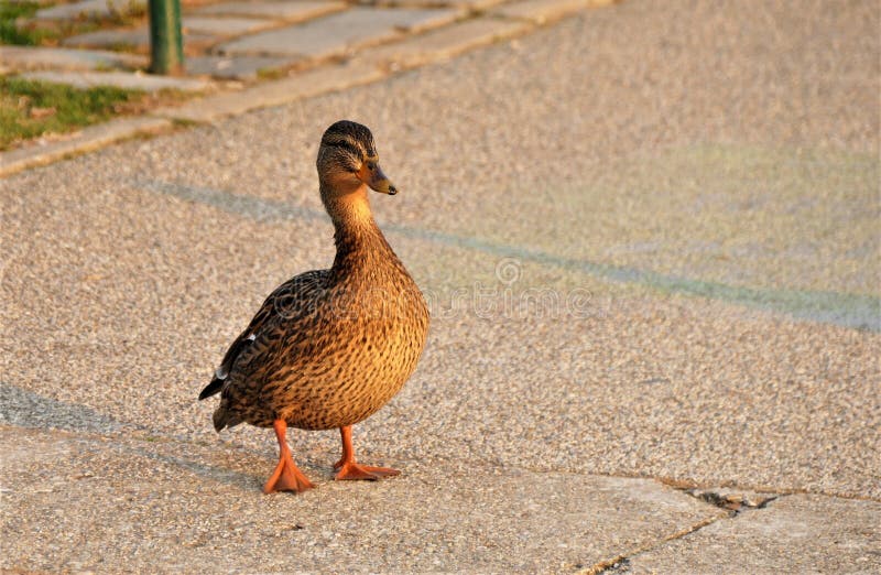 Cute Little Duck Standing on the Road Enjoy Stock Photo - Image of tree ...