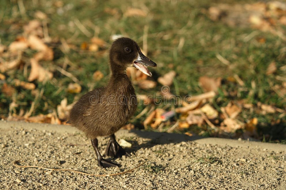 Cute little duckling. stock photo. Image of fall, animal - 8270720