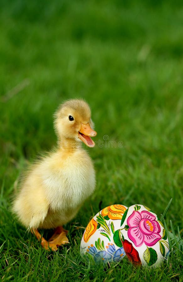 Cute Little Duckling and Easter Eggs Stock Photo - Image of holiday ...